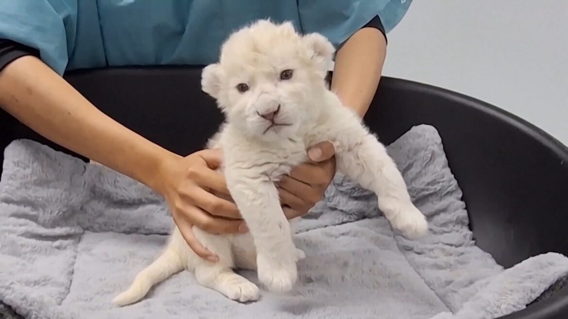Fallece uno de los cachorros de león blanco en Maracay - NOTIPRIMICIA