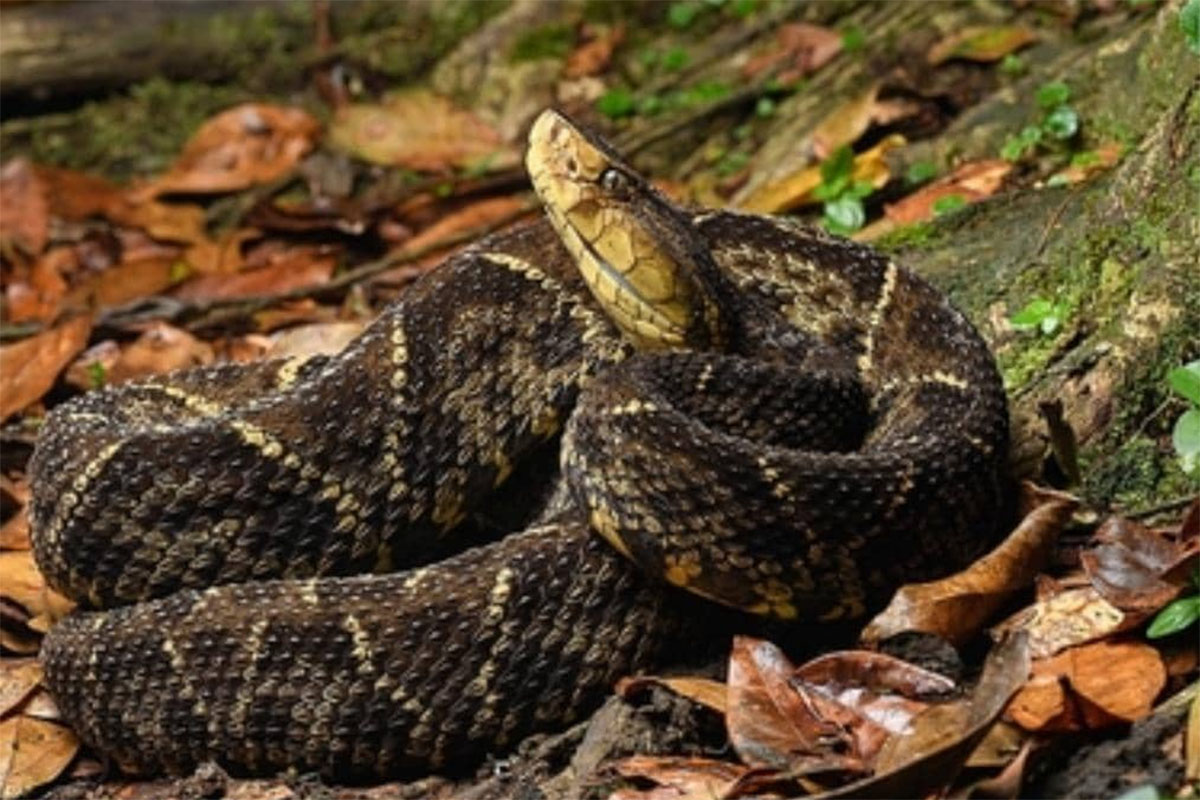 Niña mordida por serpiente venenosa el primer caso registrado en el ...